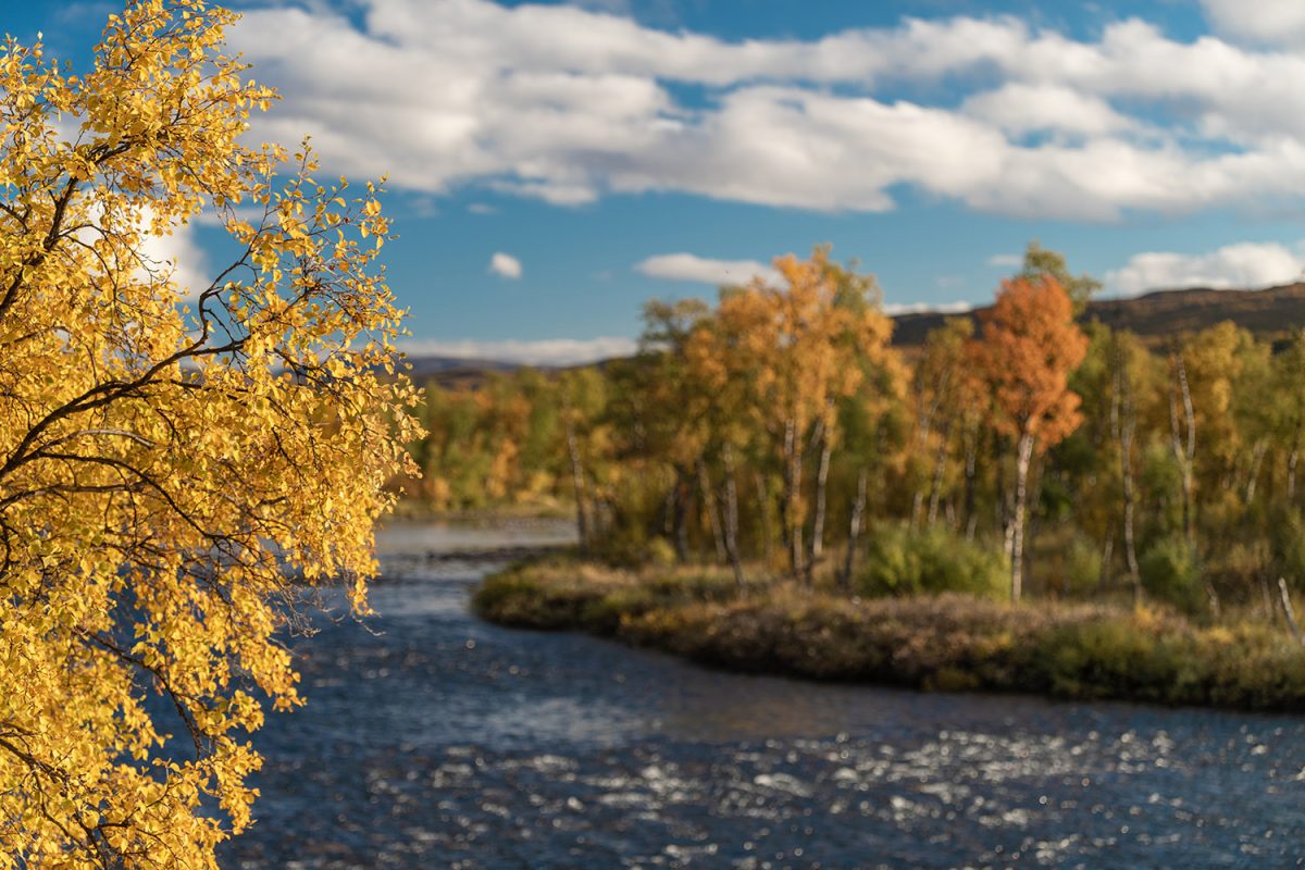 The Colors of Lapland - Salamapaja